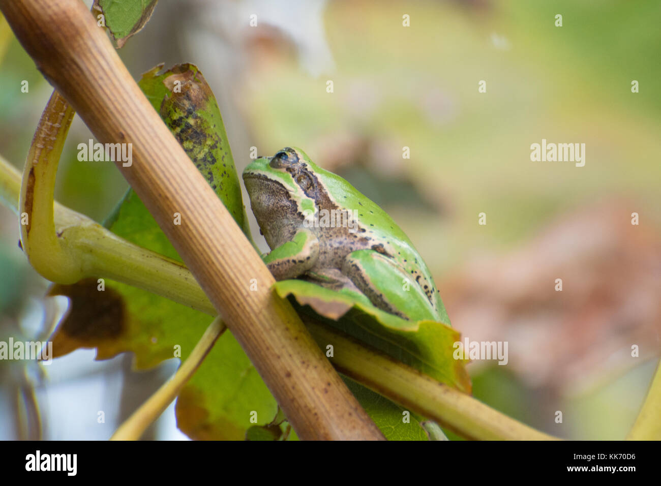 Green tree frog (Hyla savignyi) high up in a tree in Cyprus Stock Photo ...