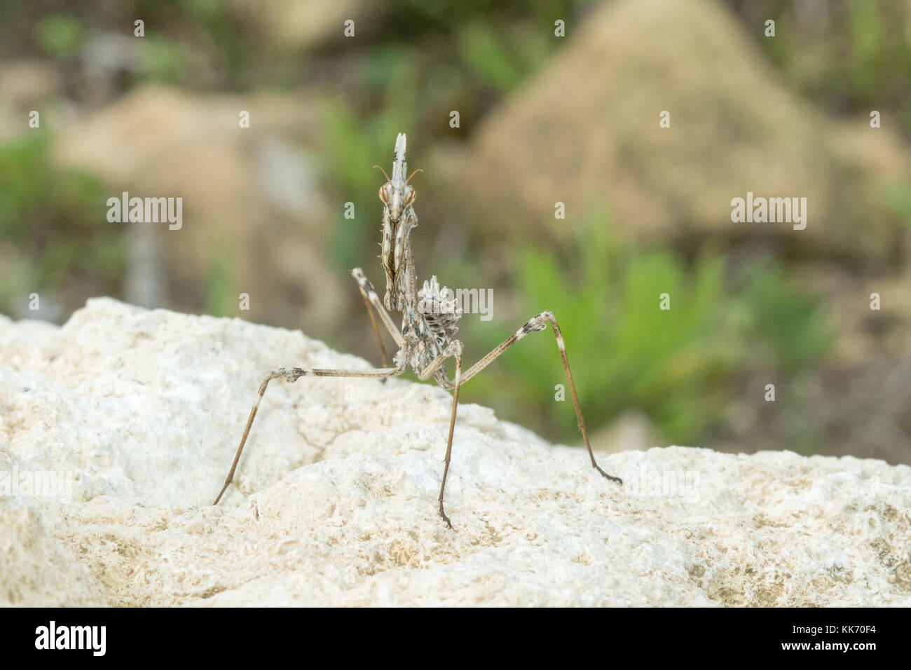 Praying mantis (Empusa fasciata) nymph on a rock in the Troodos ...