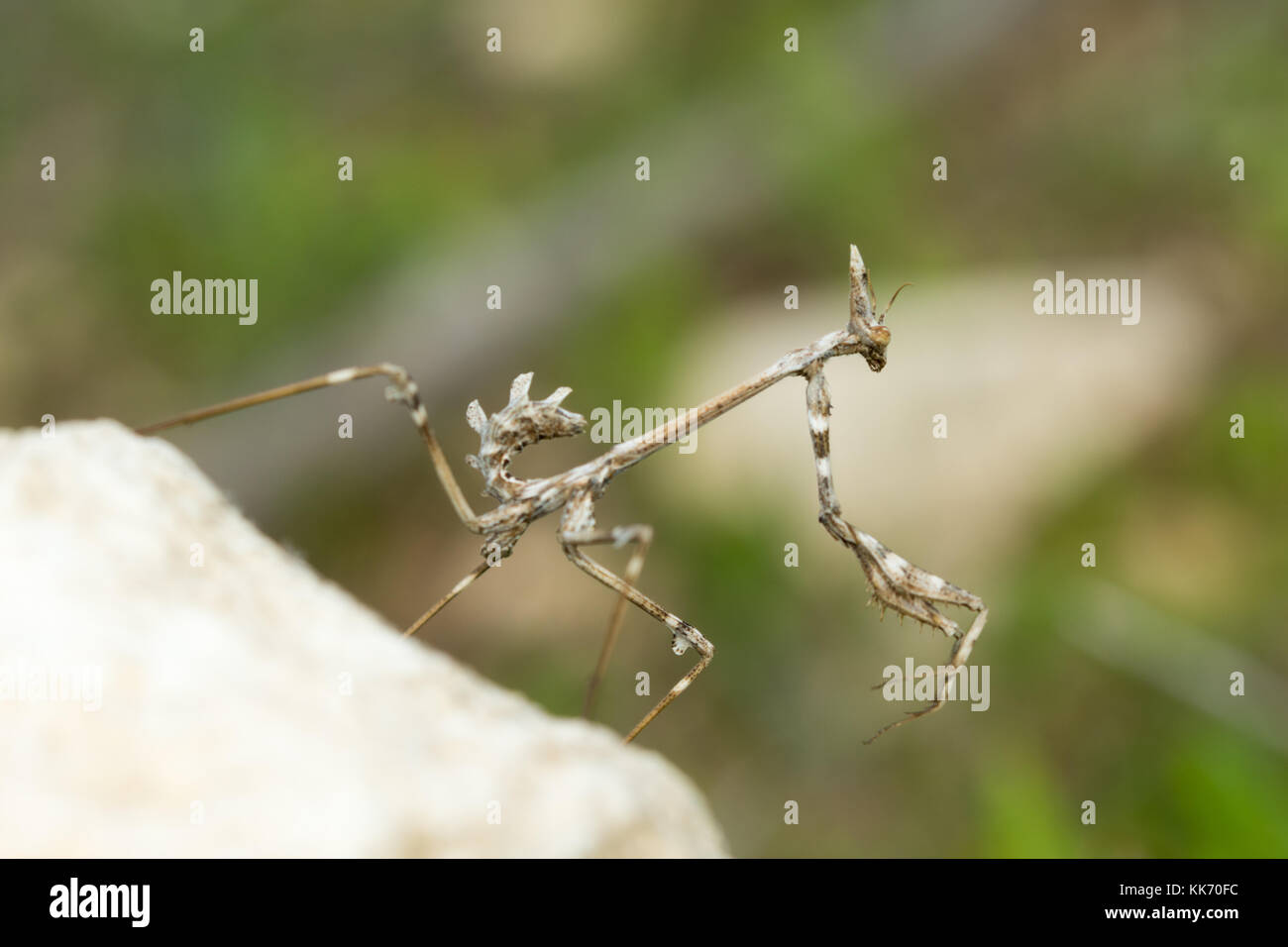 Praying mantis (Empusa fasciata) nymph on a rock in the Troodos ...