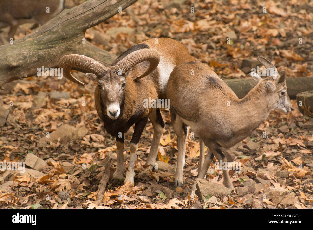 Mouflon sheep (Ovis orientalis ophion) in the Troodos Mountains in ...