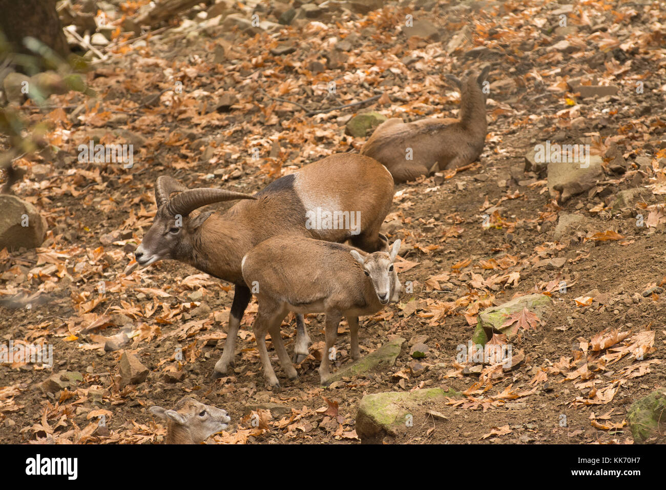 Mouflon sheep (Ovis orientalis ophion) in the Troodos Mountains in ...