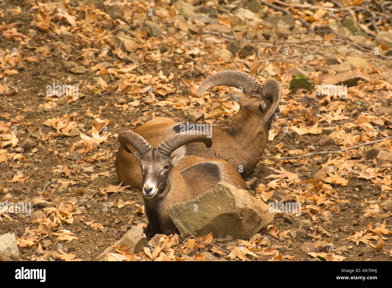 Mouflon sheep (Ovis orientalis ophion) in the Troodos Mountains in ...