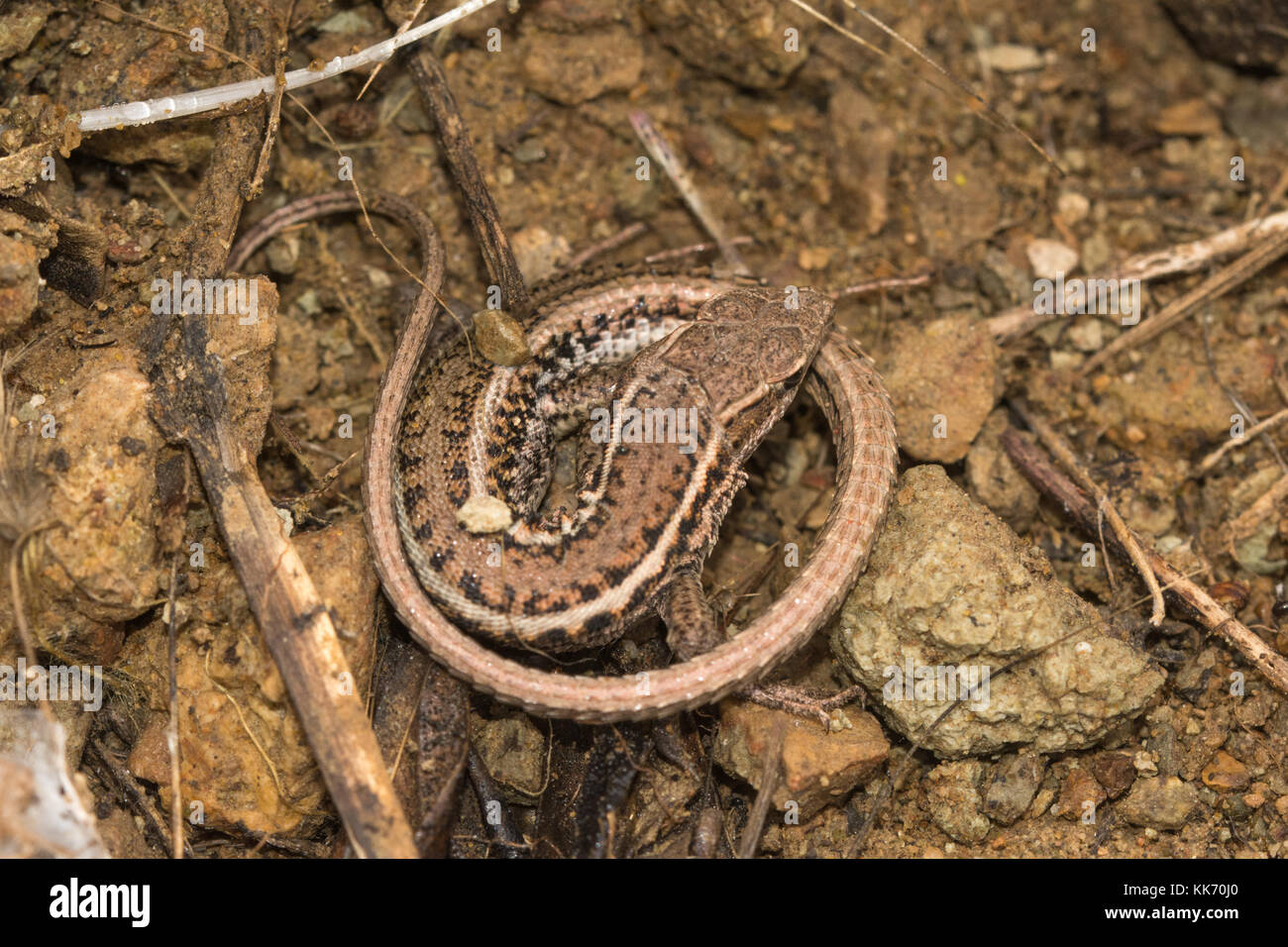Snake-eyed lizard (snake-eyed lacertid, Ophisops elegans) in the Akamas ...