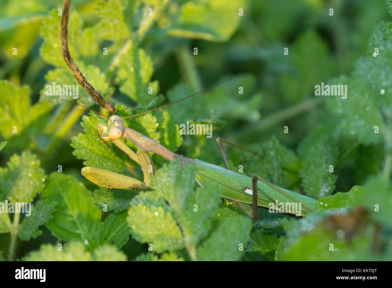 Close-up of female praying mantis (Sphodromantis viridis) in Cyprus ...