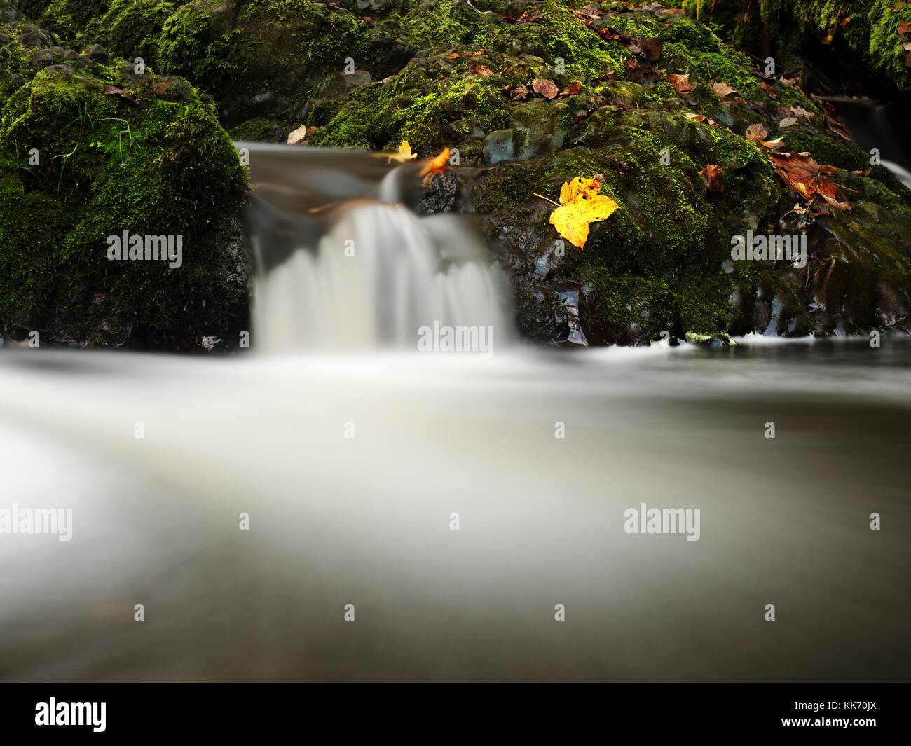 Colorful leaves caught in mountain stream. Bright autumn colors in ...