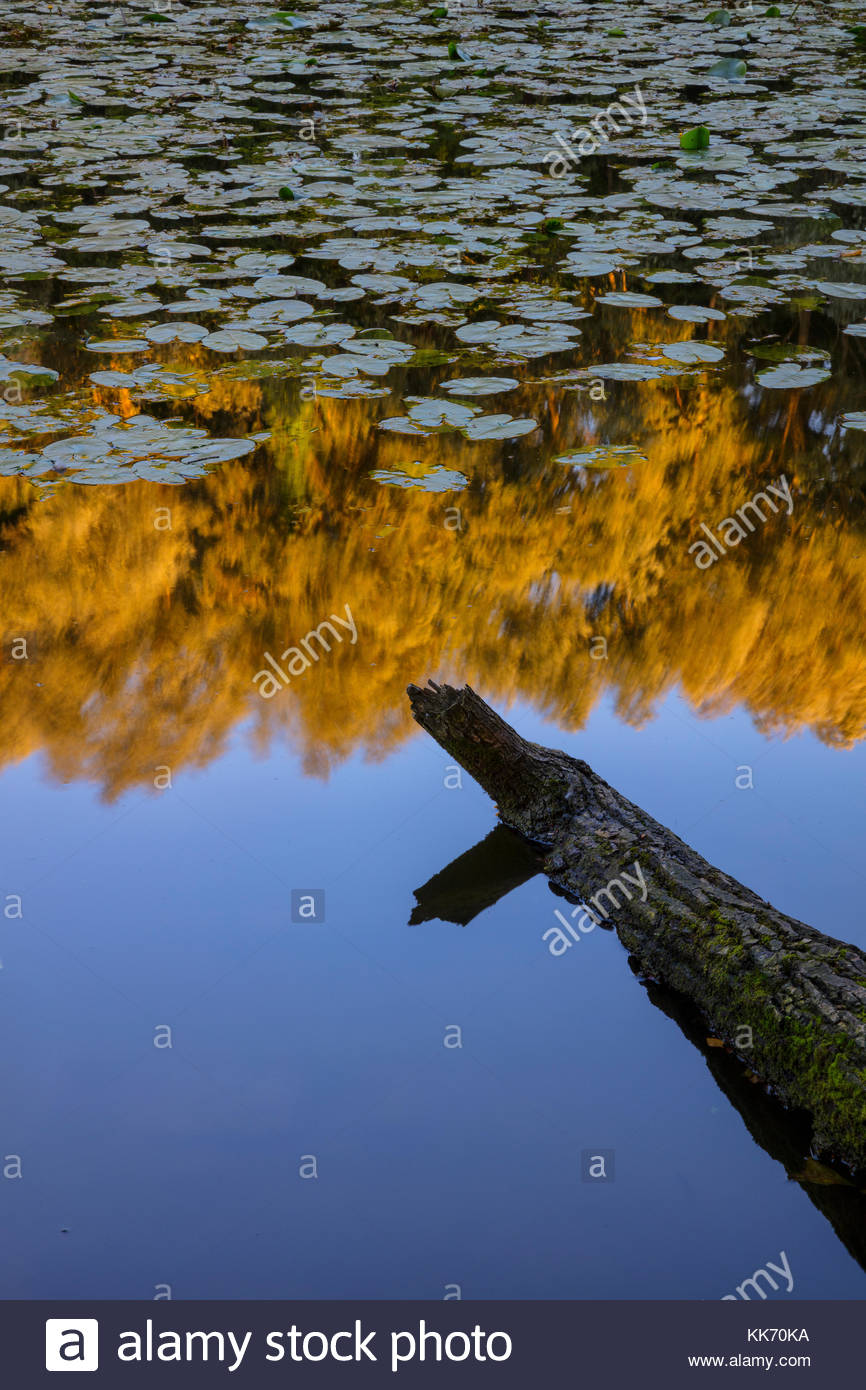 Tree Points High Resolution Stock Photography and Images - Alamy