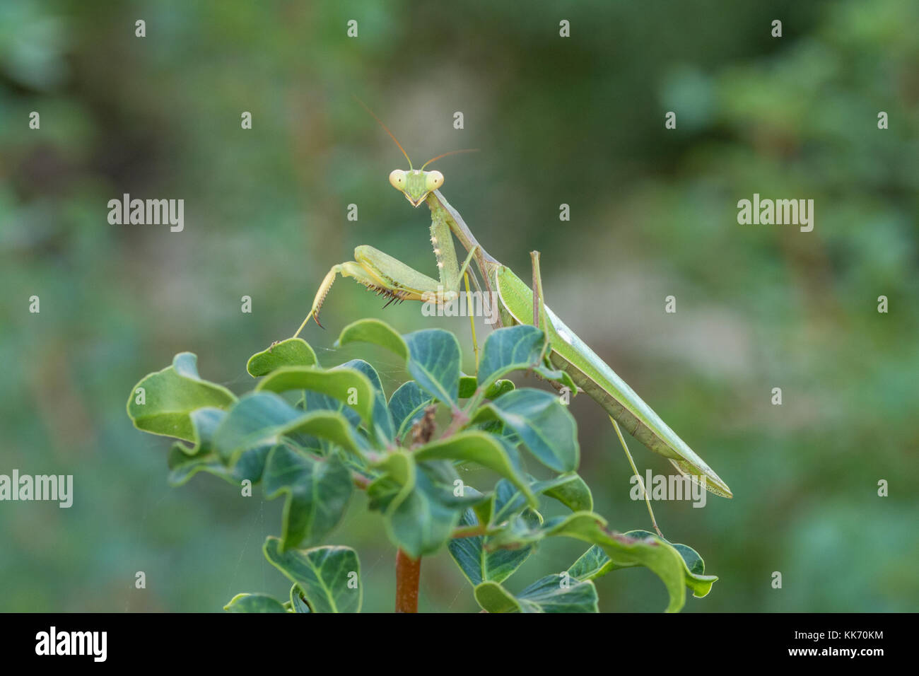 Close-up of female praying mantis (Sphodromantis viridis) in Cyprus ...