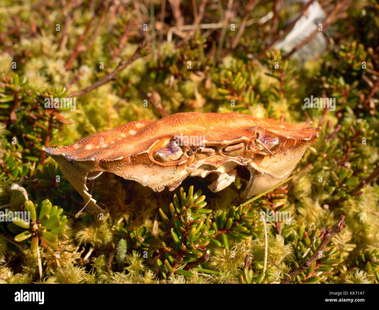 Mossy ground with broken crab armor. Empty dry crab shell, the crab ...