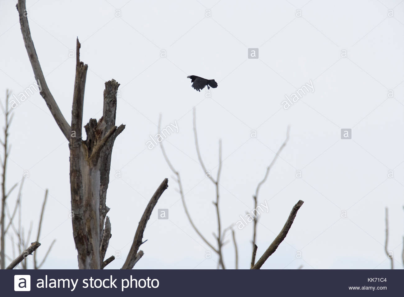Crow Flies Stock Photos & Crow Flies Stock Images - Alamy