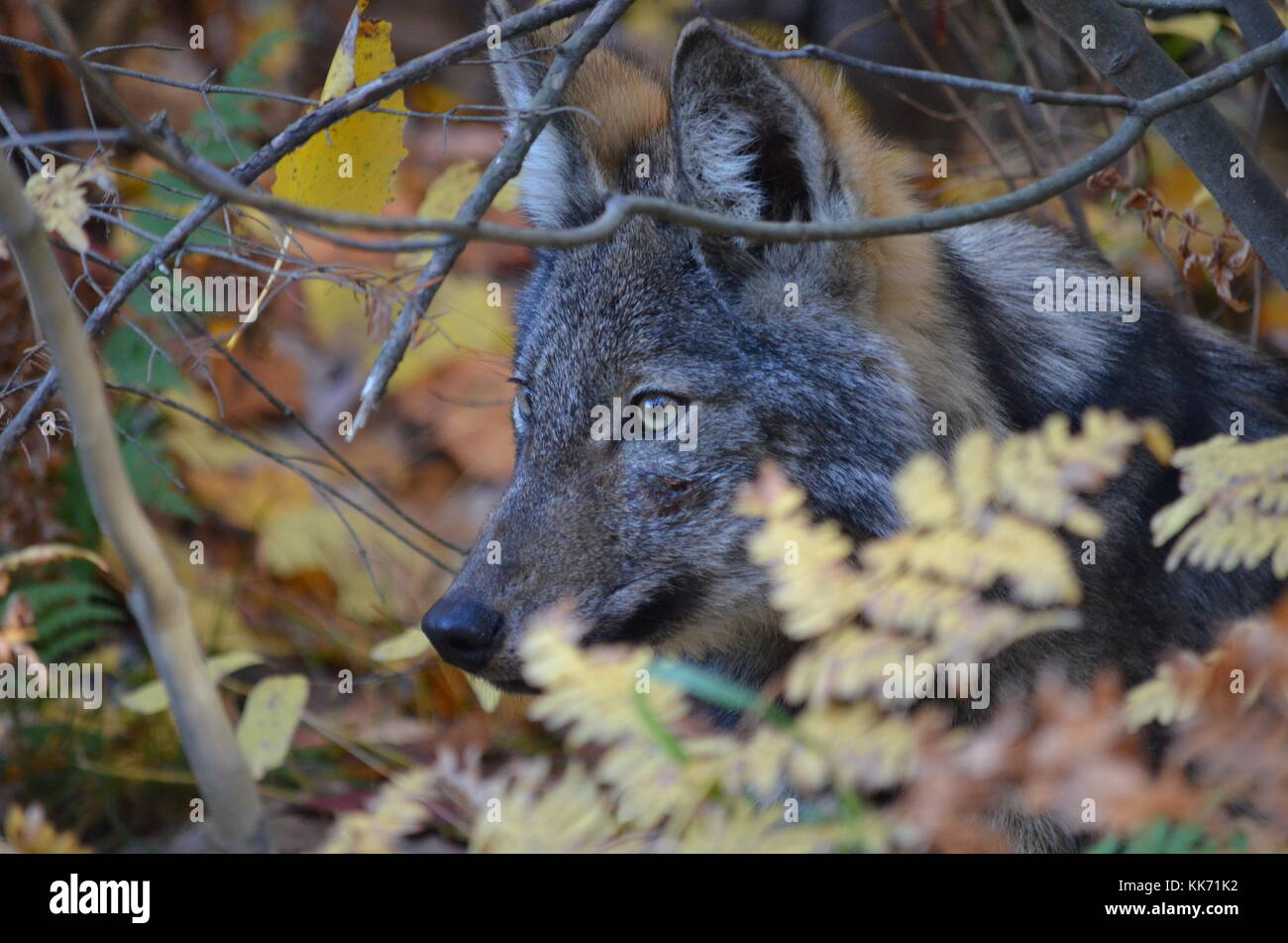 Eastern Wolf in natural habitat in Algonquin Stock Photo - Alamy
