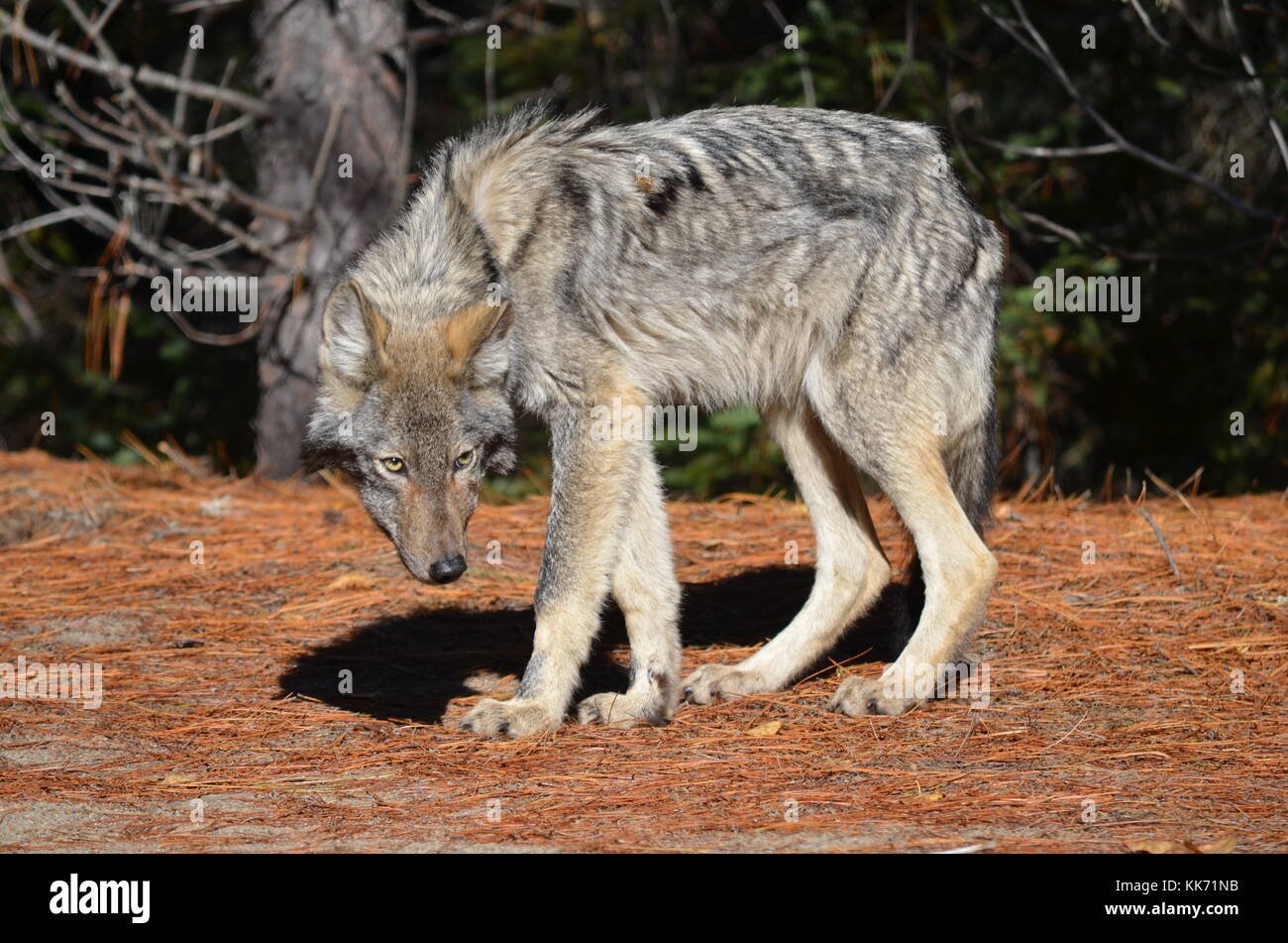 Eastern Wolf in natural habitat in Algonquin Stock Photo - Alamy