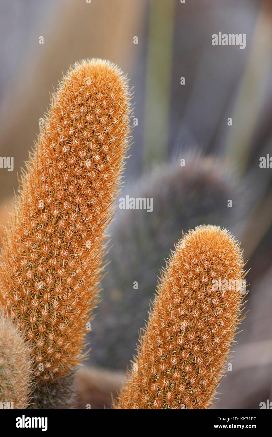 Lava Cactus (Brachycereus nesioticus), Punta Moreno, Isabela island ...