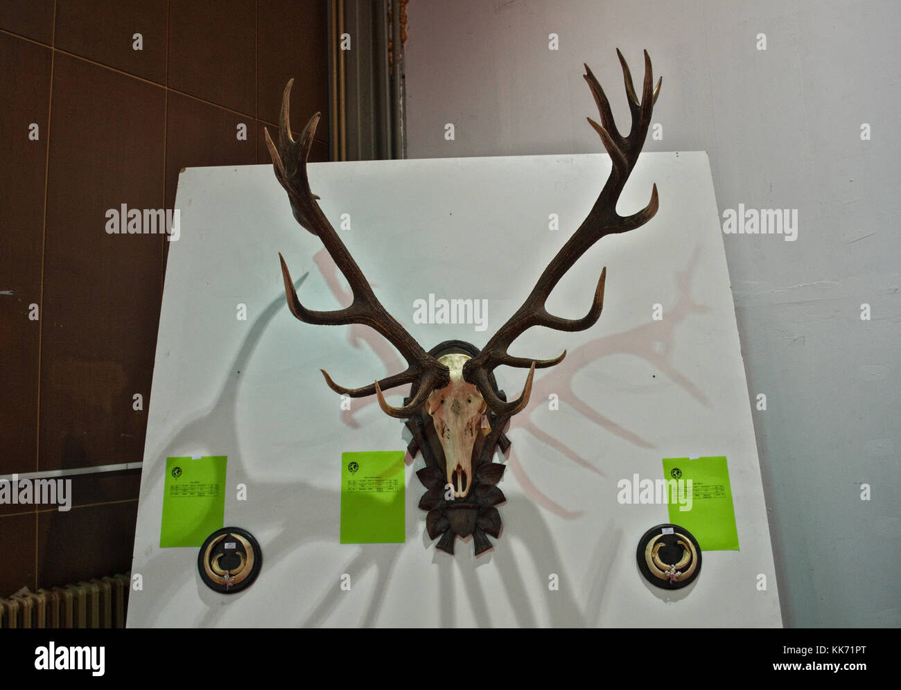 Exhibition of hunting trophies on wall Stock Photo - Alamy