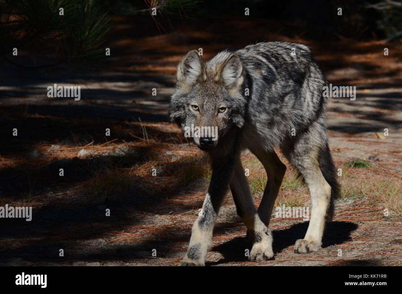 Eastern Wolf in natural habitat in Algonquin Stock Photo - Alamy