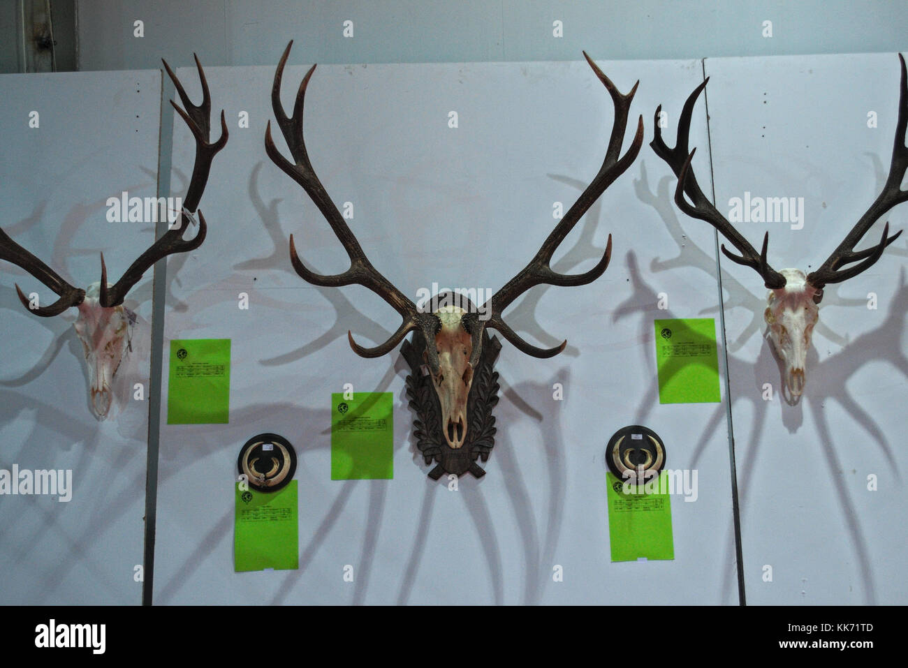 Exhibition of hunting trophies on wall Stock Photo - Alamy