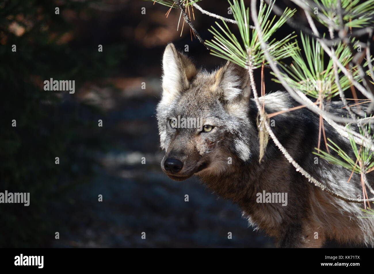 Eastern Wolf in natural habitat in Algonquin Stock Photo - Alamy