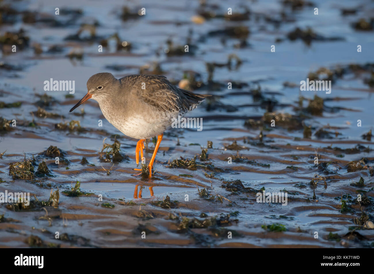 Redshank foraging for food at the shoreline on the east coast of ...