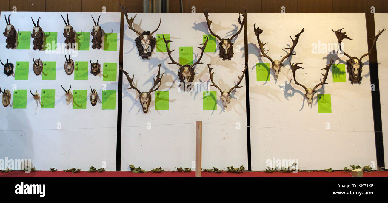 Exhibition of hunting trophies on wall Stock Photo - Alamy