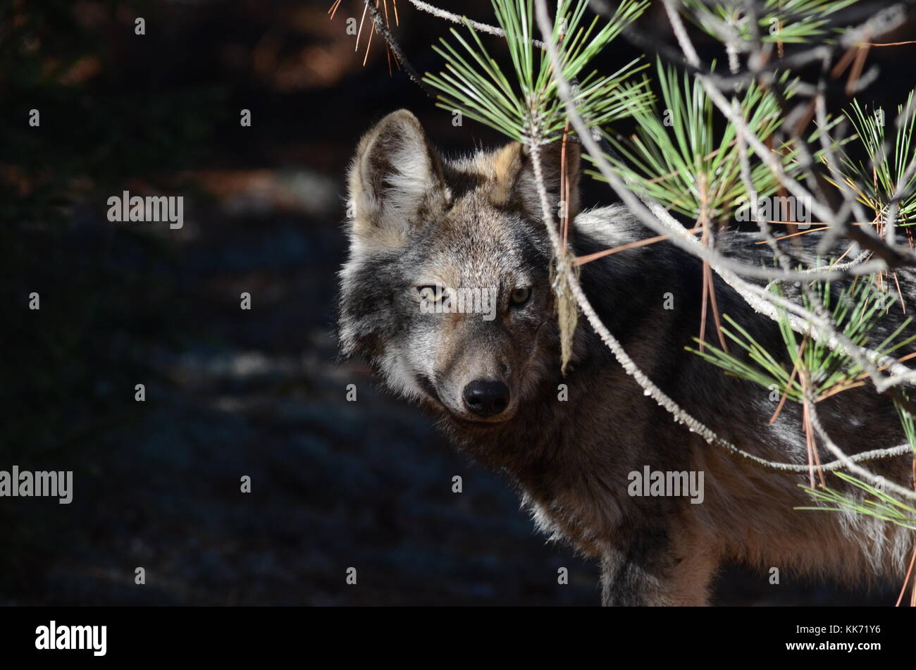 Eastern wolf hi-res stock photography and images - Alamy