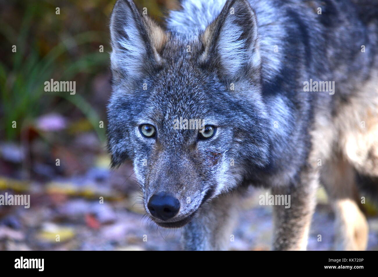 Eastern Wolf in natural habitat in Algonquin Stock Photo - Alamy