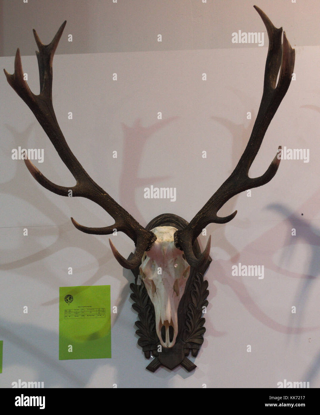 Exhibition of hunting trophies on wall Stock Photo - Alamy