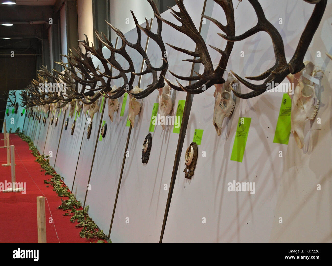 Exhibition of hunting trophies on wall Stock Photo - Alamy