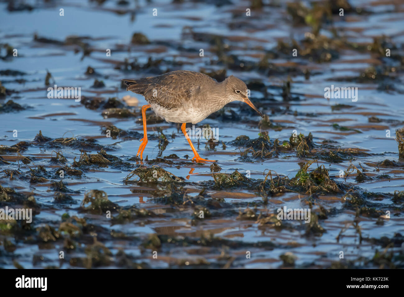 Redshank foraging for food at the shoreline on the east coast of ...