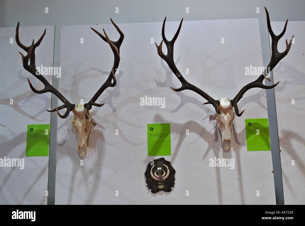 Exhibition of hunting trophies on wall Stock Photo - Alamy