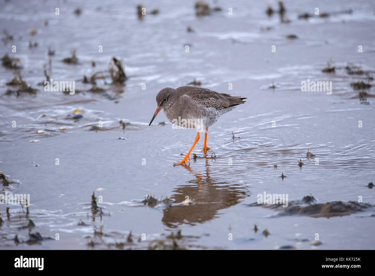 Redshank foraging for food at the shoreline on the east coast of ...