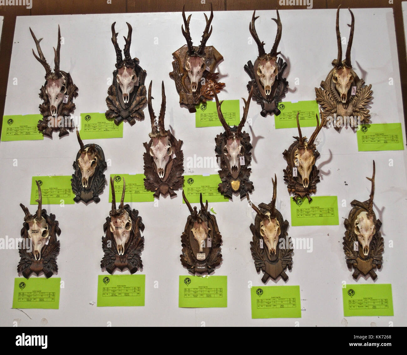 Exhibition of hunting trophies on wall Stock Photo - Alamy