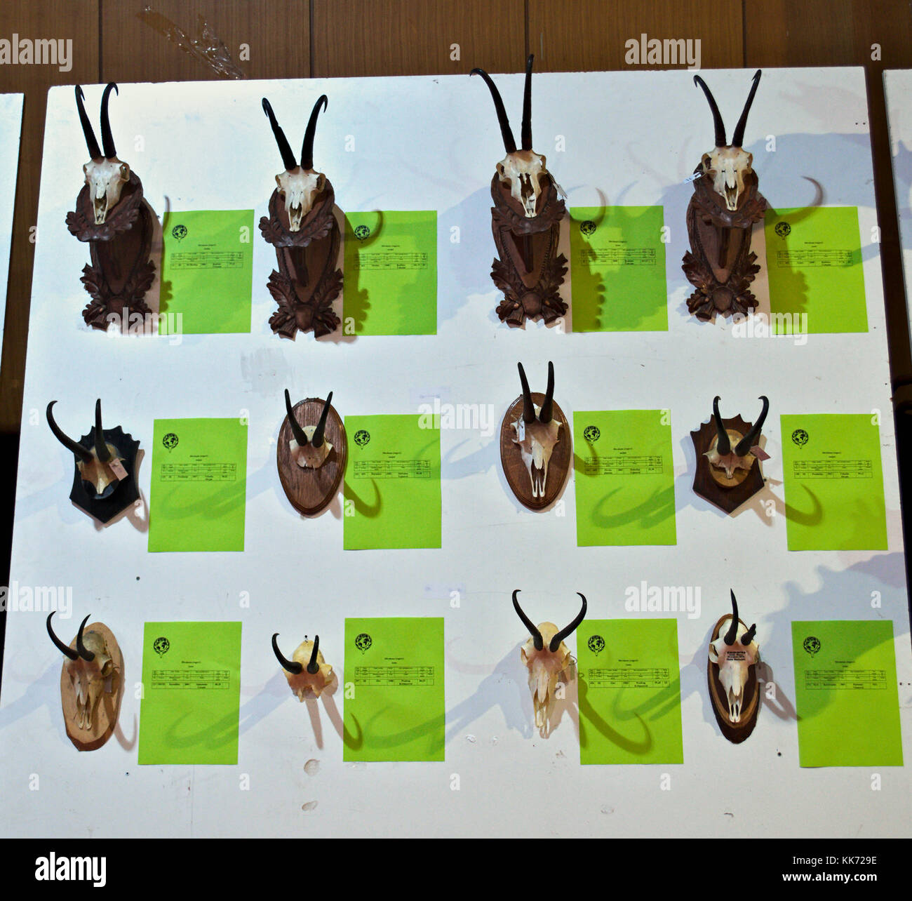 Exhibition of hunting trophies on wall Stock Photo - Alamy