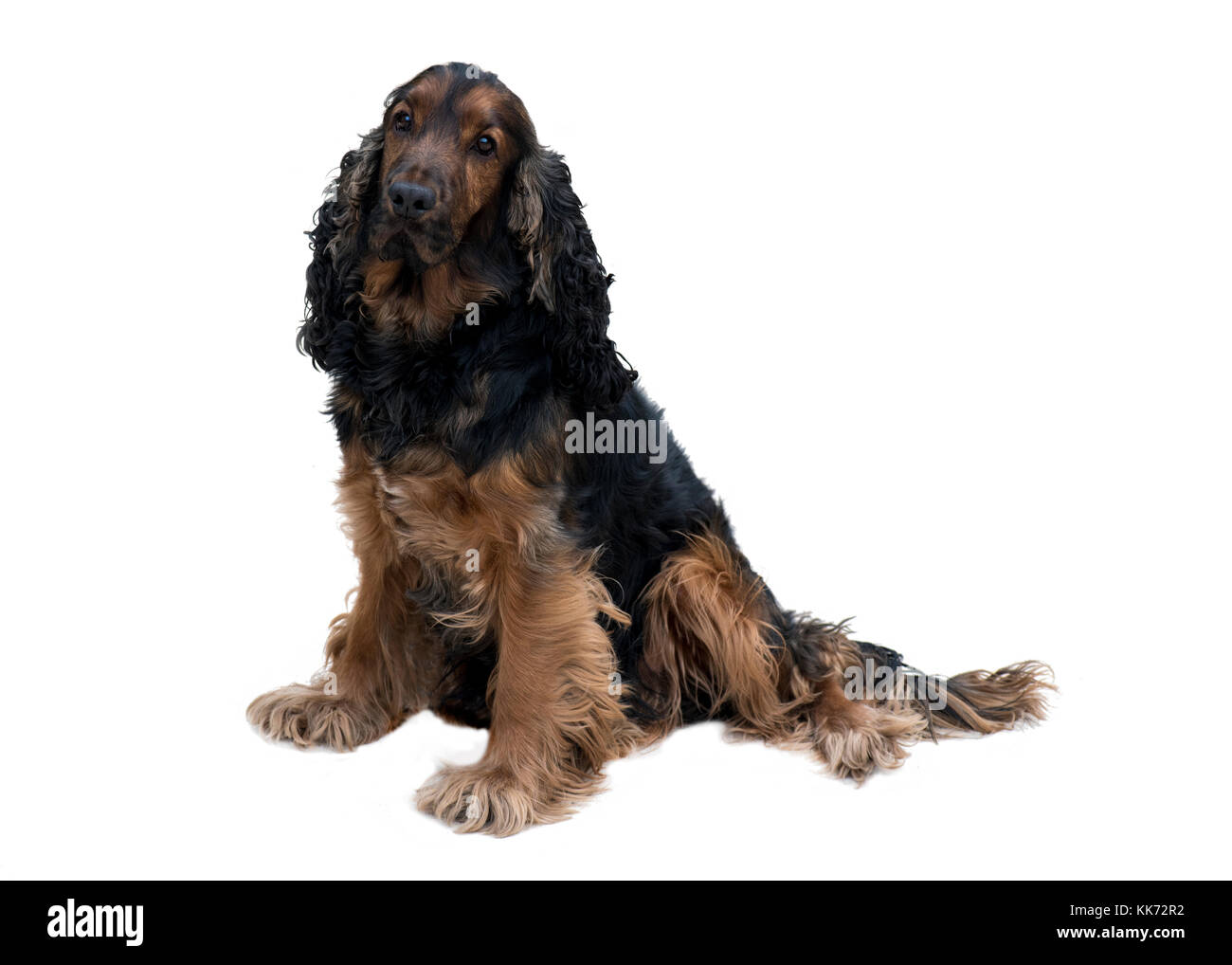 adorable obedient black and tan cocker spaniel with healthy teeth sat ...