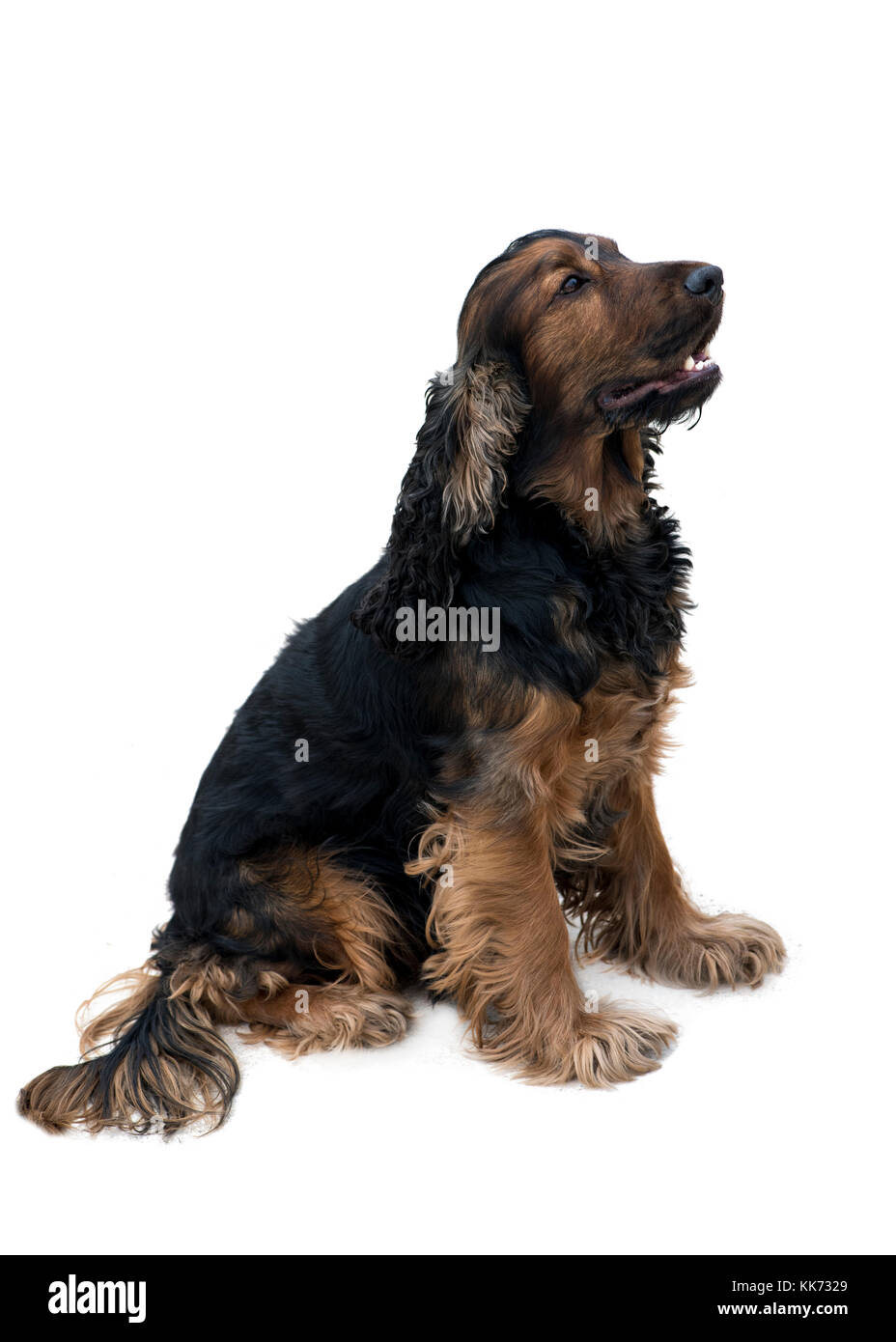 happy obedient black and tan cocker spaniel with healthy teeth sat ...
