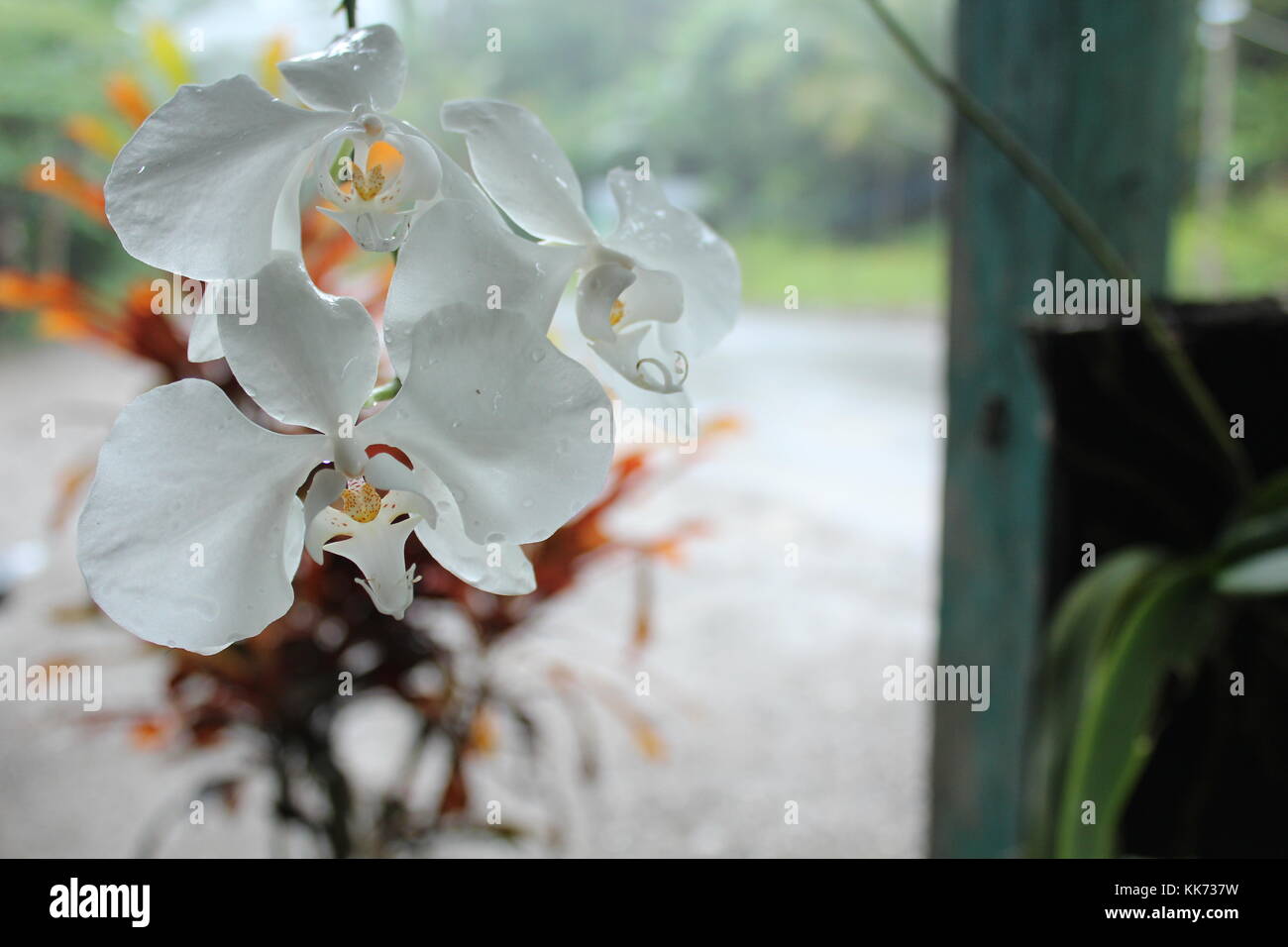 Nikmat alam hi-res stock photography and images - Alamy