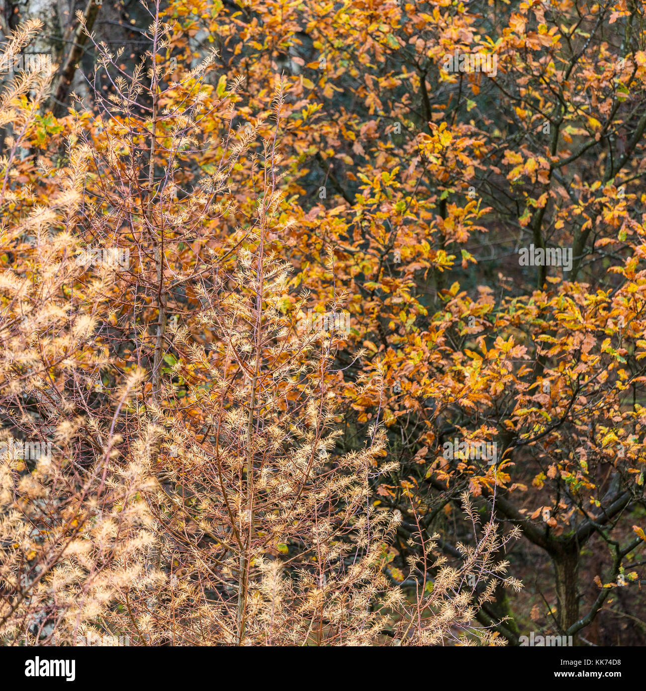 Colourful Late Autumn Trees in Macclesfield Forest Stock Photo - Alamy