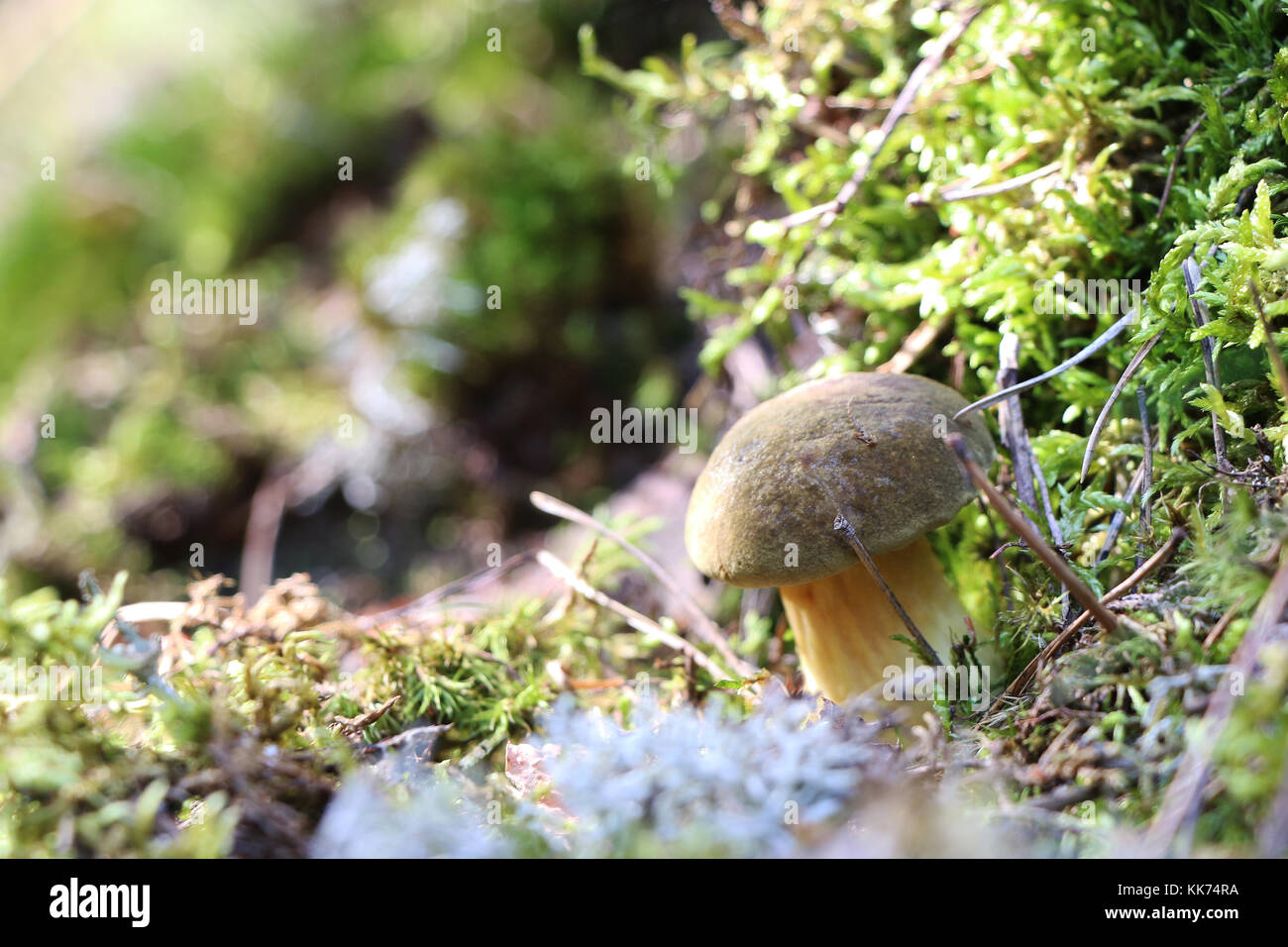 Mushroom Xerocomus fungus moss grow in forest. Nature food plants ...