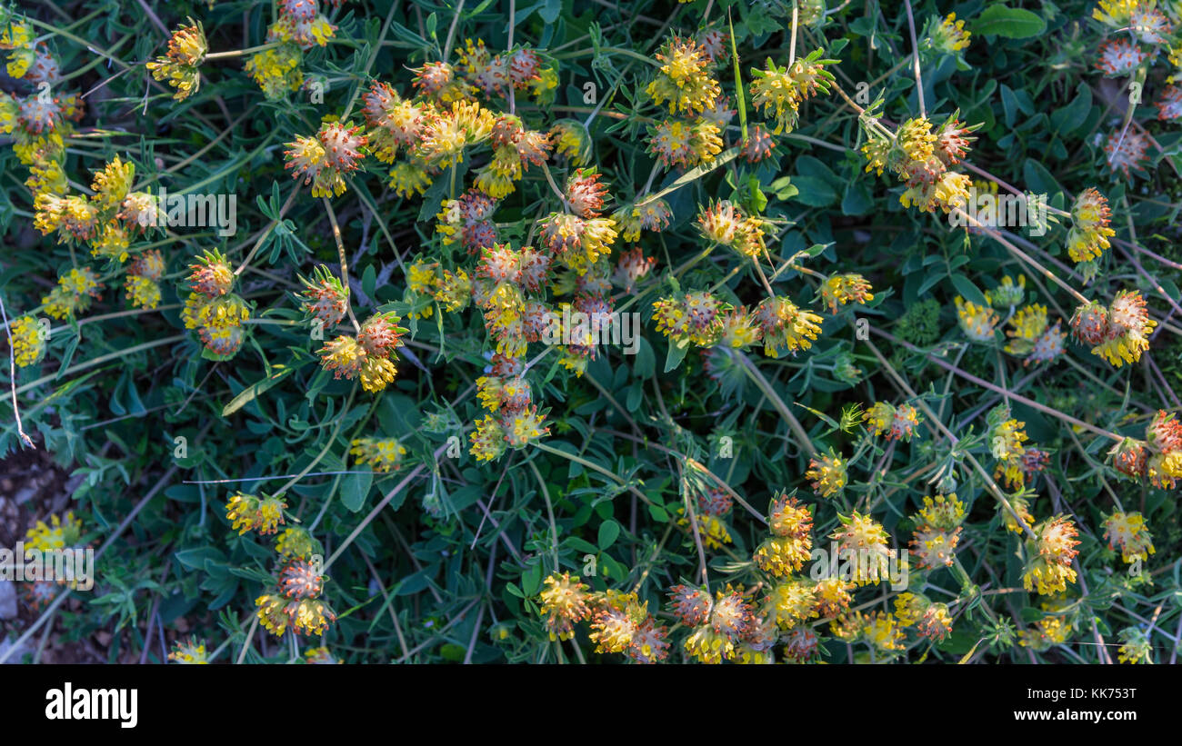 Yellow flowers meadow overhead view Stock Photo - Alamy