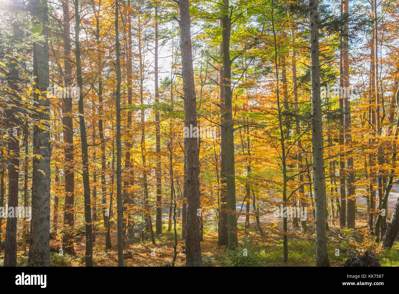 Autumn forest in the vosges mountains hi-res stock photography and ...