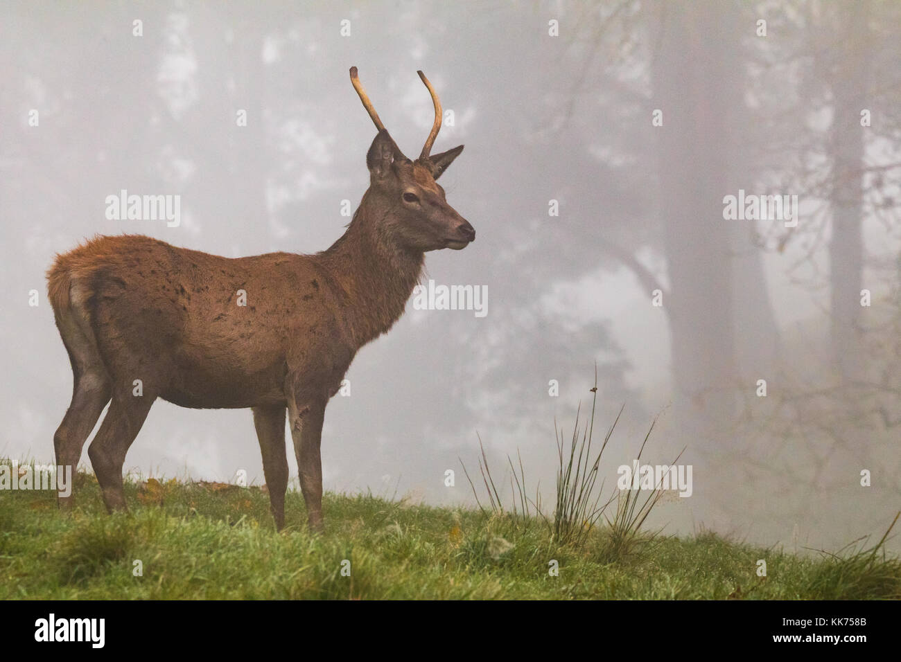 Stag, Male Red Deer, in the mist, cheshire, country park, wildlife ...