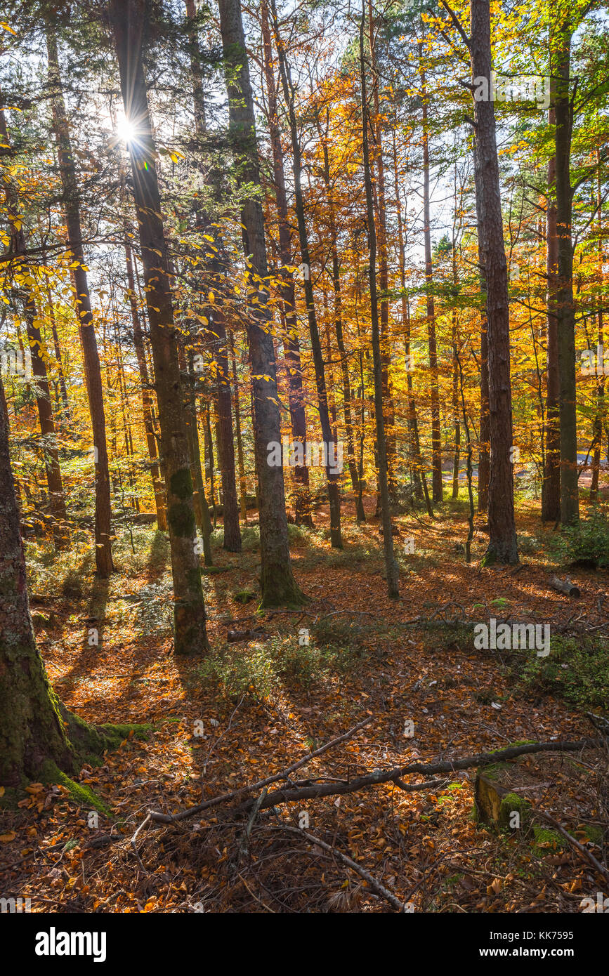 Autumn forest in the vosges mountains hi-res stock photography and ...