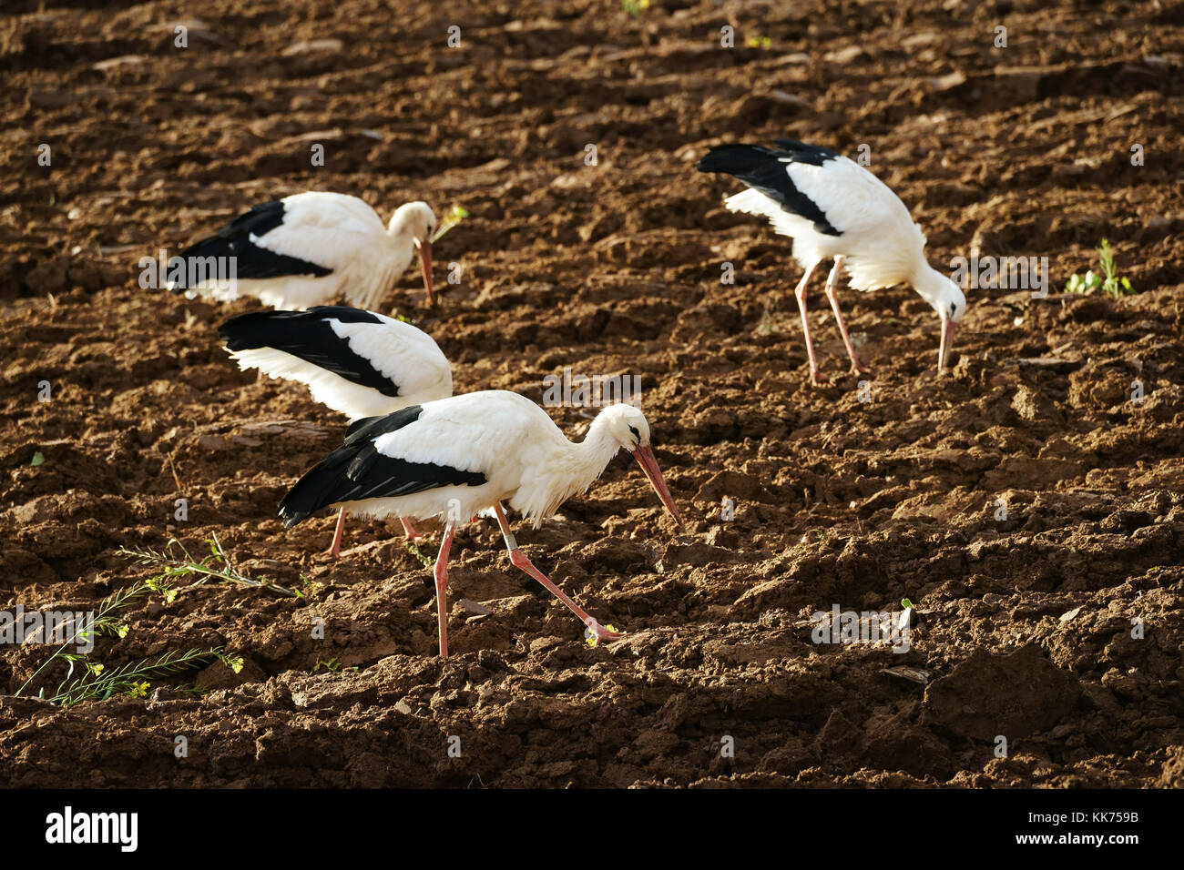 White storks (Ciconiidae ciconia) feeding in freshly plowed field ...