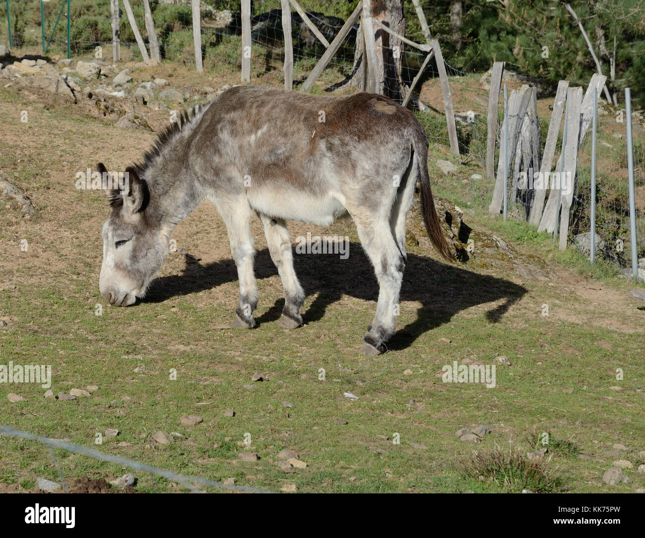 Donkey in the corral Stock Photo - Alamy