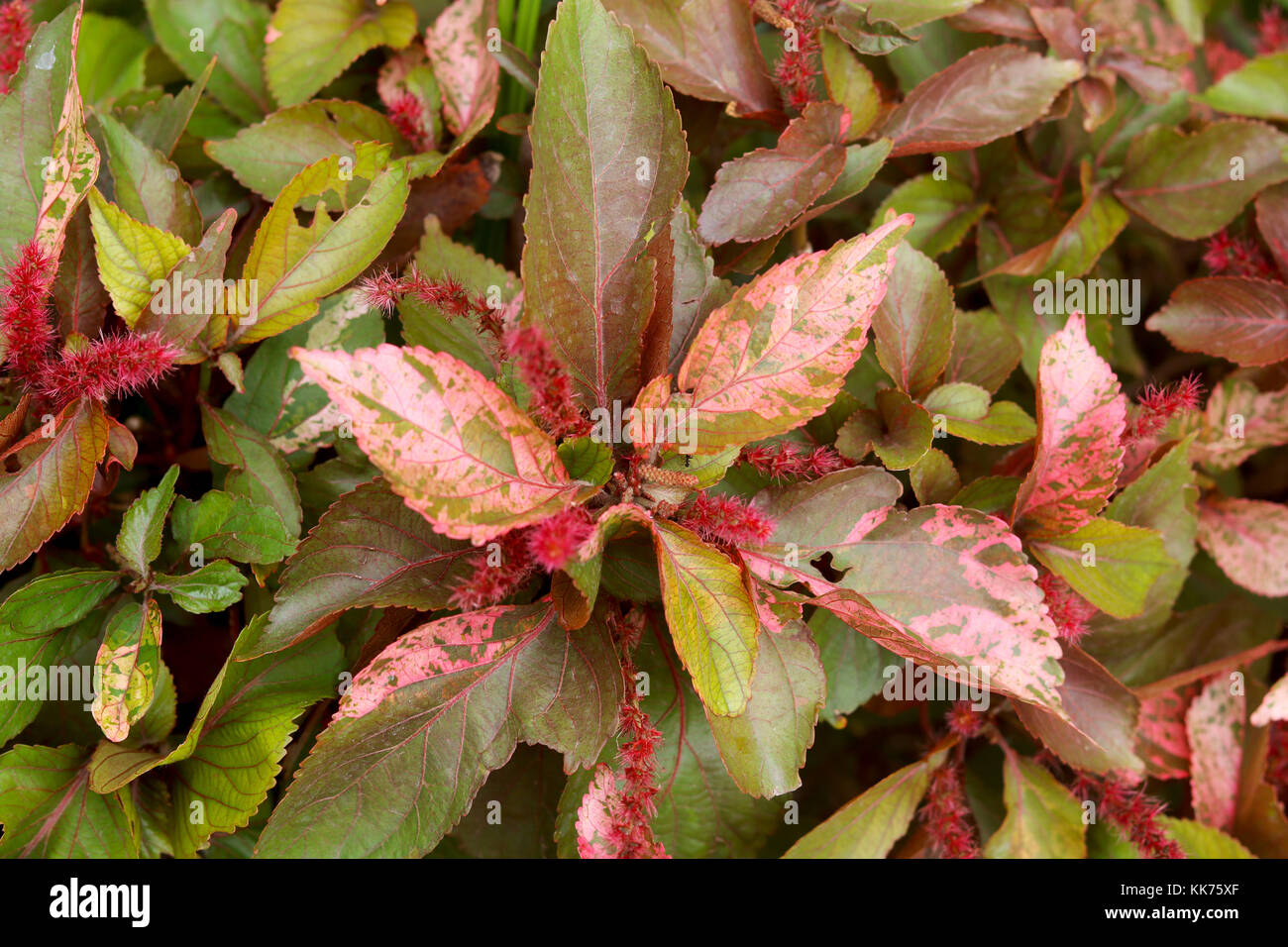 red leaf plant Stock Photo - Alamy