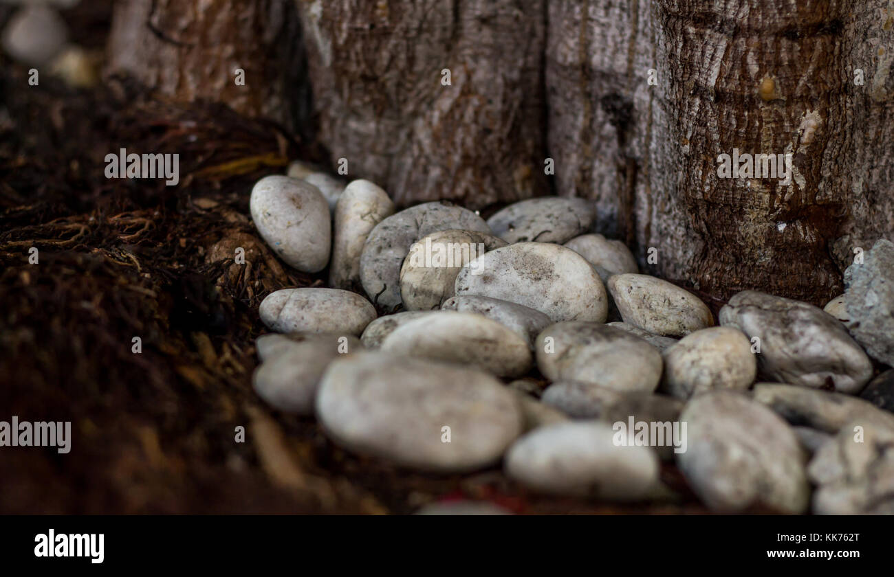 Pebbles in the Base of a Peepal Tree Stock Photo - Alamy