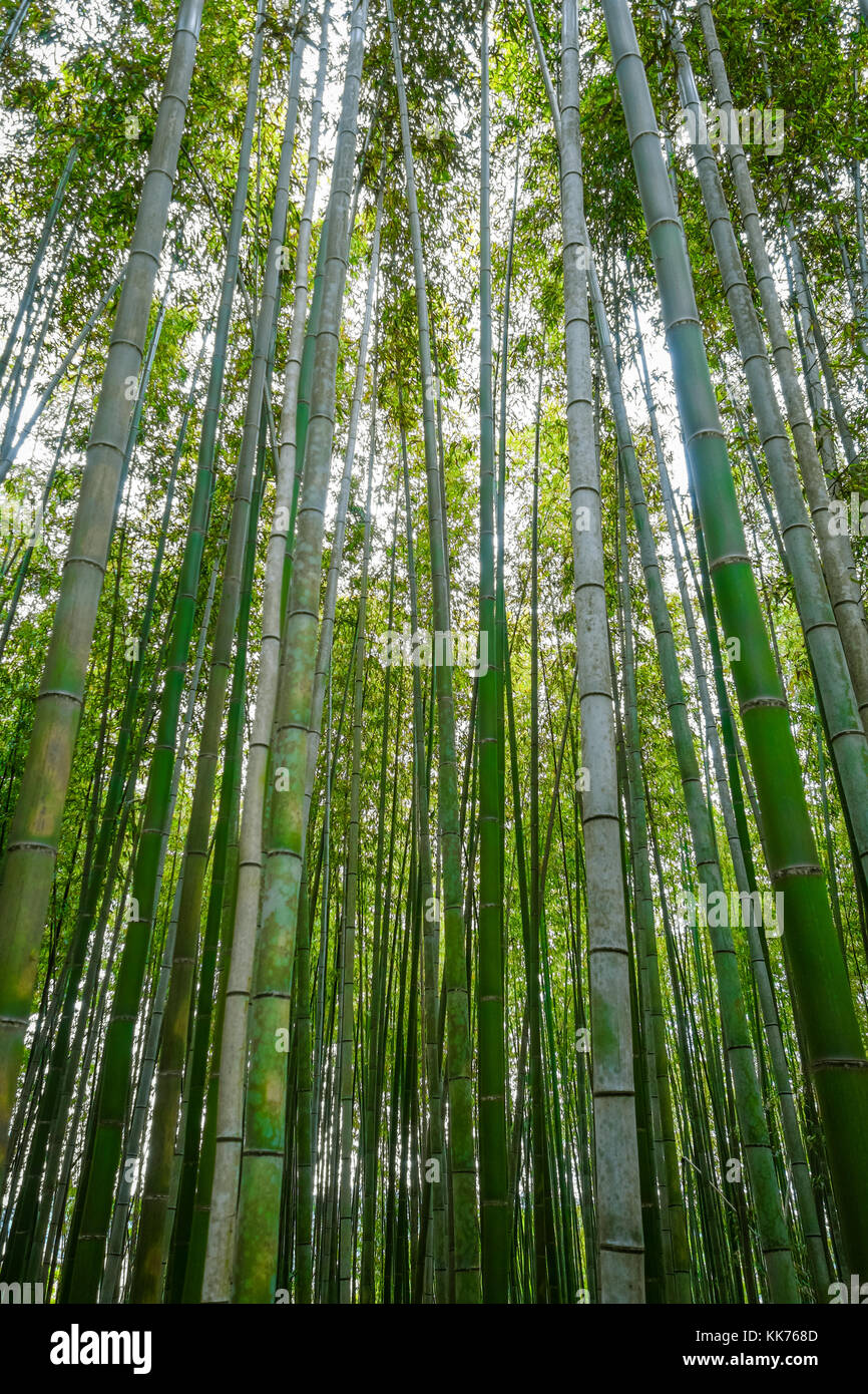 Arashiyama bamboo forest in Sagano, Kyoto, Japan Stock Photo - Alamy