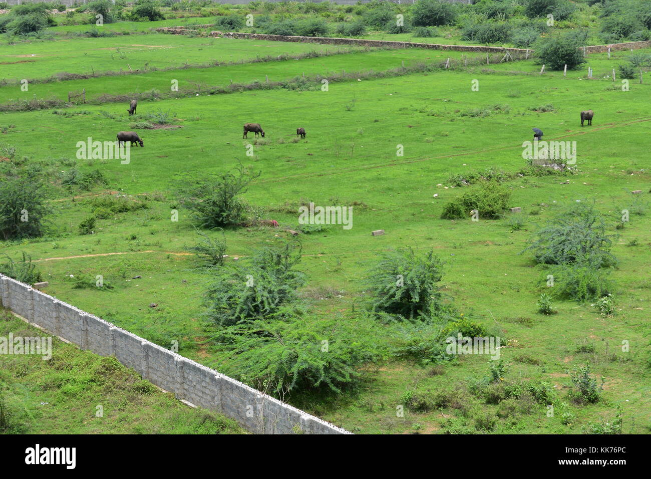 Buffalo grazing on field Stock Photo - Alamy