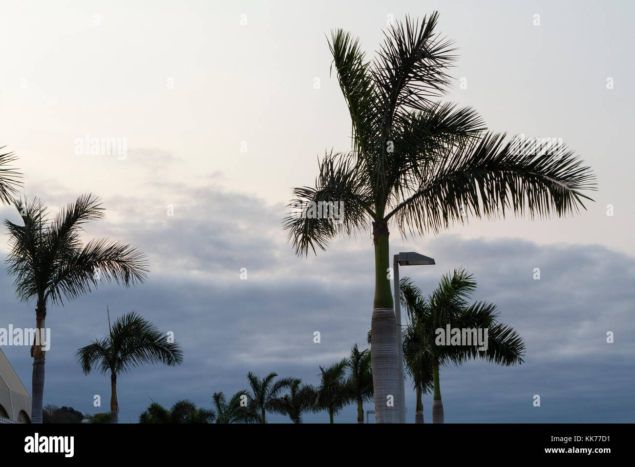 Palm trees in the bay of Luanda, Angola Stock Photo - Alamy