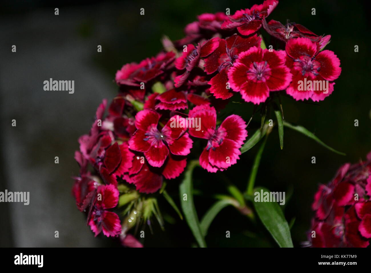 Flour flower hi-res stock photography and images - Alamy