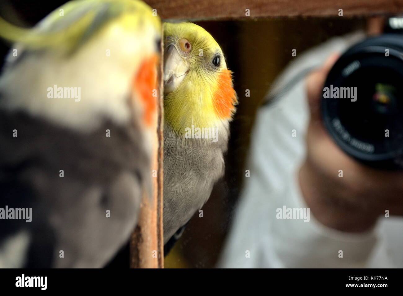 Parrot in mirror Stock Photo - Alamy