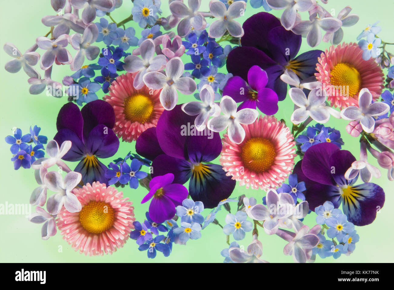 blossoms of different spring flowers Stock Photo - Alamy